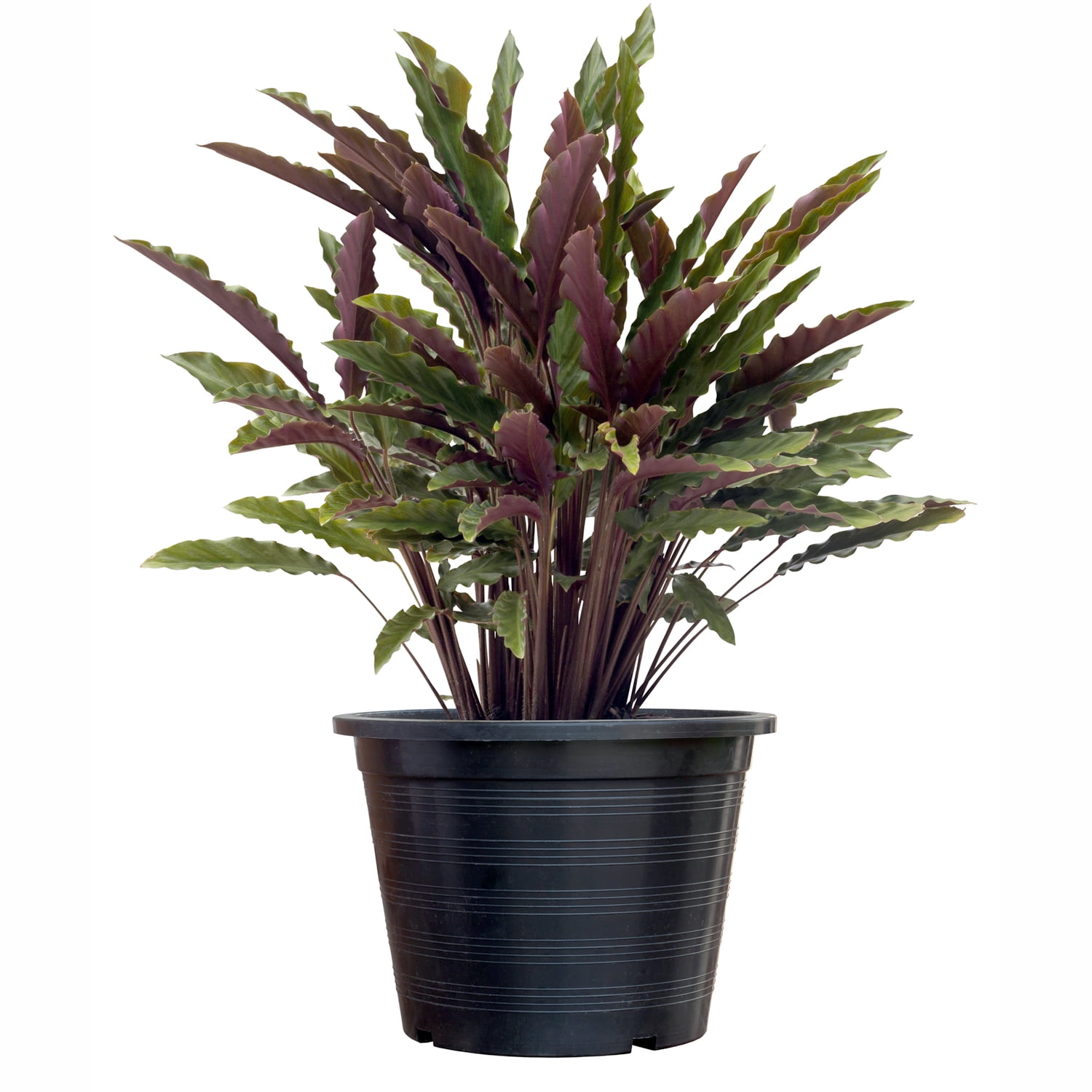 Rufibarba Furry Feather Velvet Calathea Live Plant - Calathea rufibarba ...