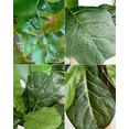 Artificial Fiddle Leaf Fig Tree in White Planter 5ft with 3 Trunks and ...