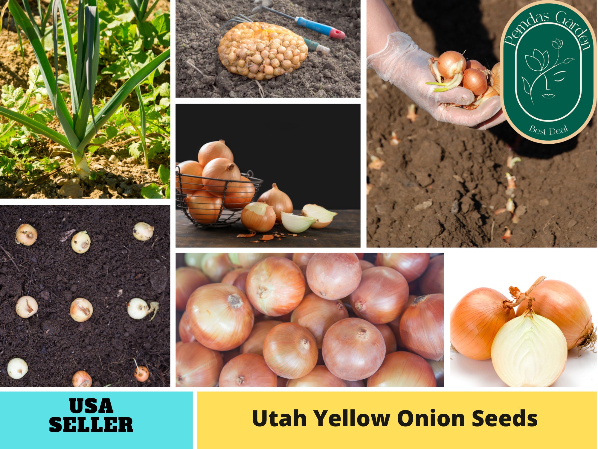160 Seeds| Onion Seeds, Utah Yellow seeds - Authentic Seeds ~ GMO Free ...