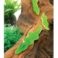 SweetGourmet Gummy Crocodile Candy | Green Layer and White Foam Bottom ...