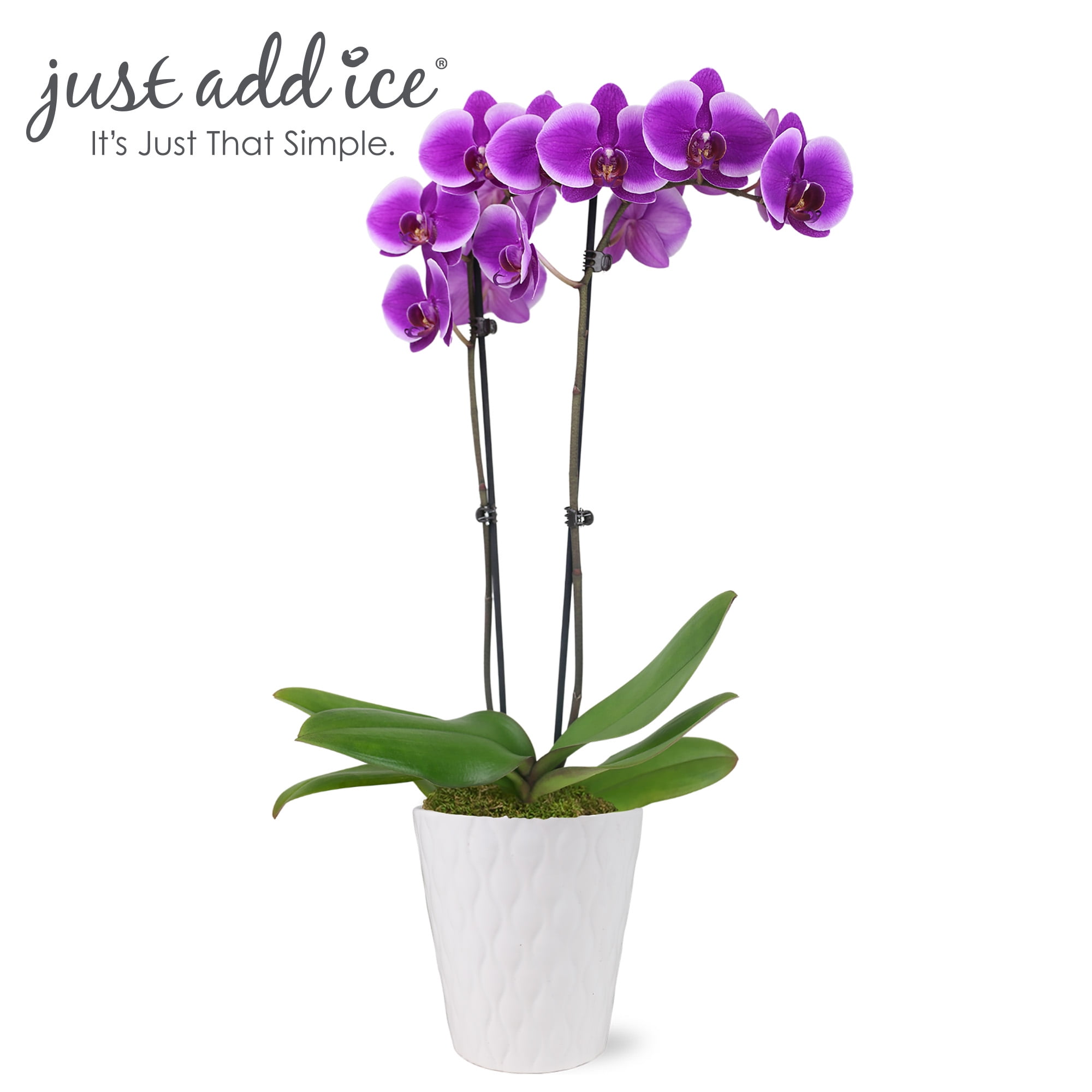 Just Add Ice 16 30 Purple Premium Orchid Live Plant In 5 White