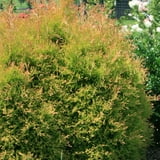 Southern Living Fire Chief Arborvitae Live Shrub in 2-Gallon Grower Pot ...