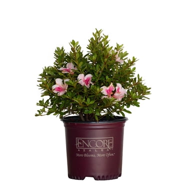 Encore Azalea Autumn Majesty (1 Gallon) Shrub with Purple Ruffled ...