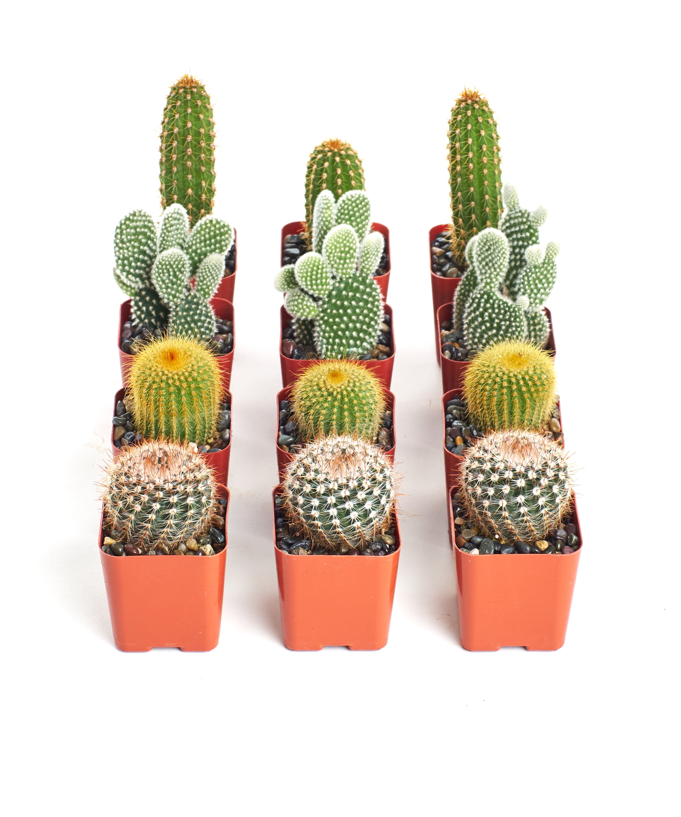 Home Botanicals Cactus Collection (Collection of 12) - Walmart.com