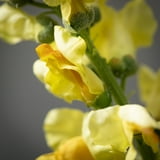 Sullivans Artificial Sunny-Yellow Snapdragon Stem 37"H Yellow - Walmart.com