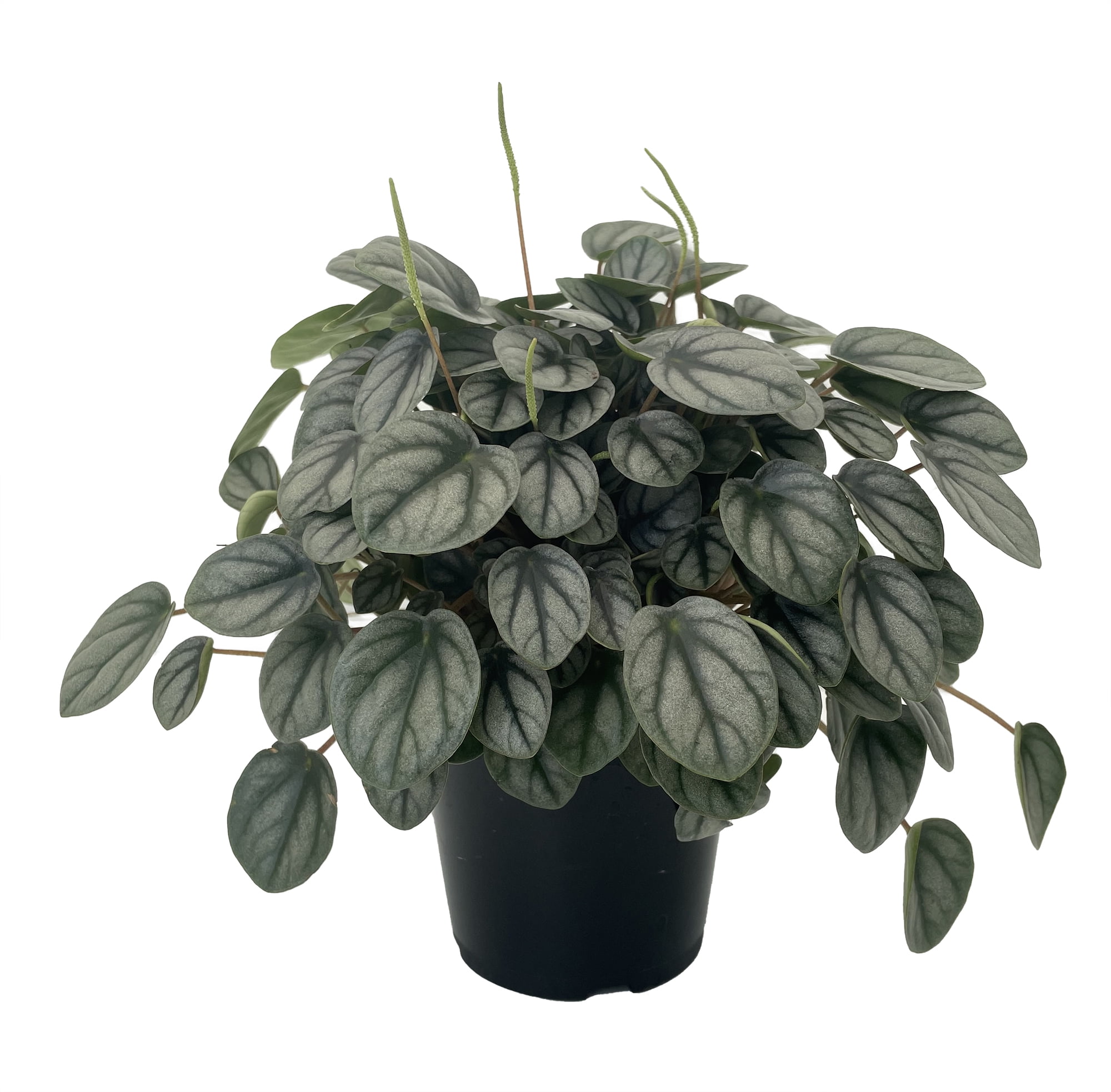 Little Toscani Peperomia Plant - 4" Pot - Collector's Series - Walmart.com
