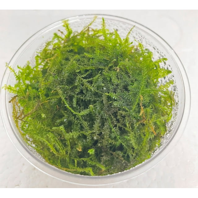 Vesicularia dubyana Java Moss Cup - Walmart.com