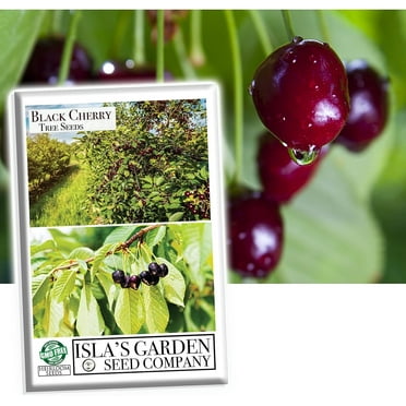 Sweet Red Cherry Pepper Seeds, 25 Heirloom Seeds Per Packet, Non GMO ...