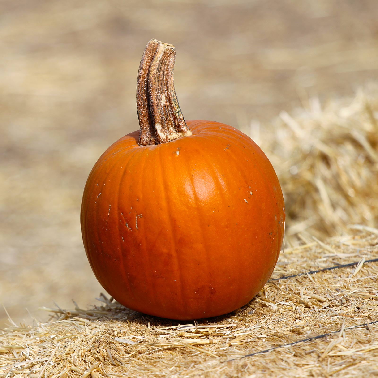 Pumpkin Garden Seeds - Thumpkin - 1 Oz - Non-GMO, Vegetable Gardening ...