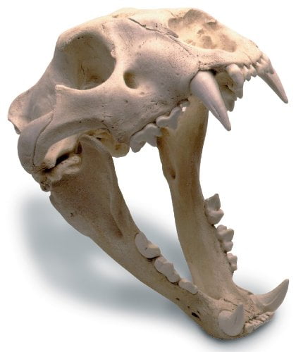African Lion Skull - Walmart.com