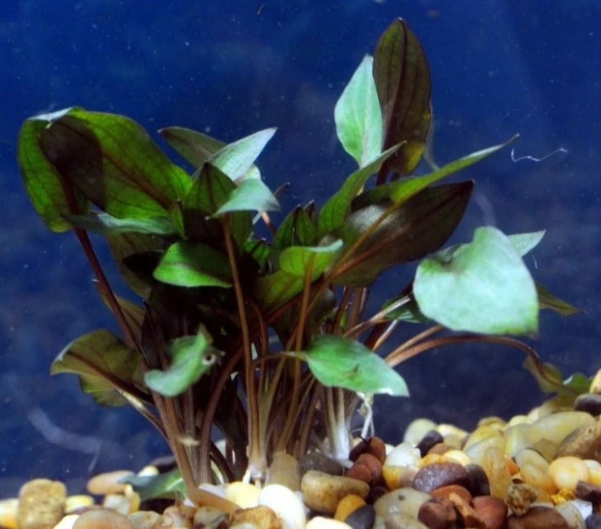 Crypt Red Mi Oya(Cryptocoryne Wendtii) potted aquarium plant - Walmart.com