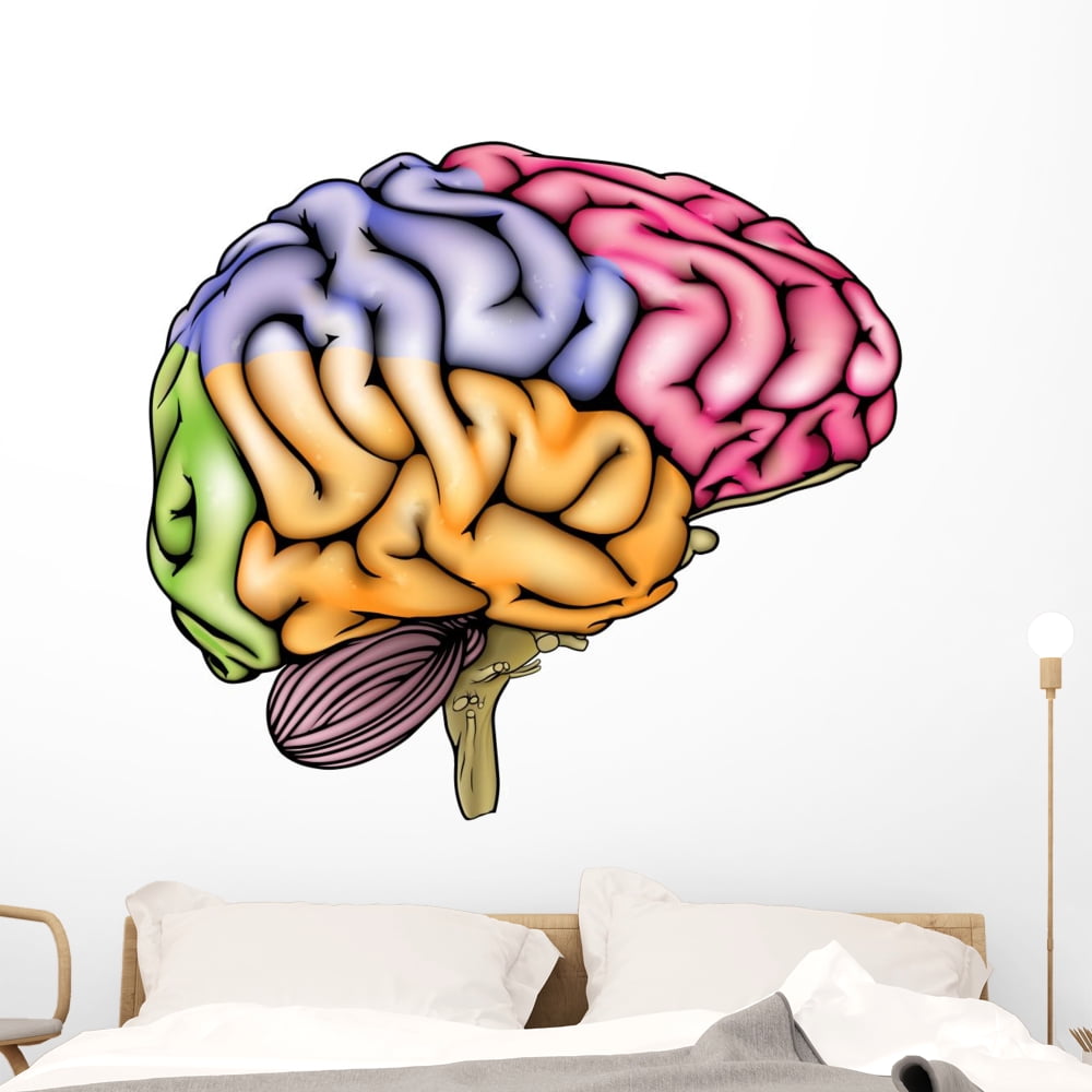 Human Brain Anatomy Sectioned Wall Mural by Wallmonkeys Peel and Stick ...