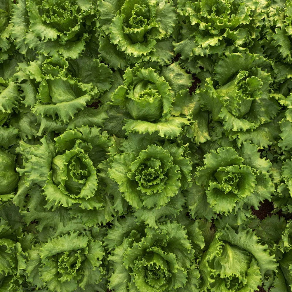 Crisphead Lettuce Garden Seeds - Salinas - 1 g Packet ~900 Seeds - Non ...
