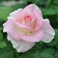 Own-Root One Gallon Falling In Love™ Hybrid Tea Rose by Heirloom Roses ...