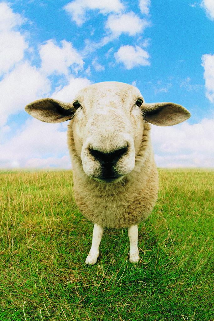 Close Up of Sheep Photo Photograph Sheep Posters Farm Animals Wall Art ...