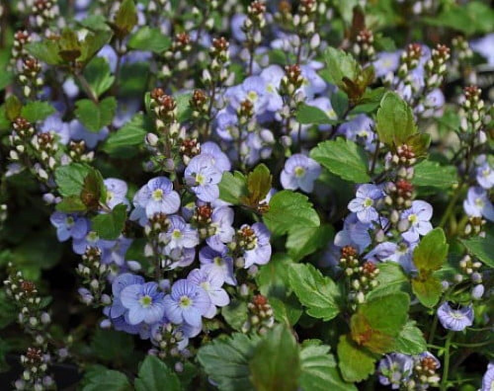 Veronica Speedwell Waterperry