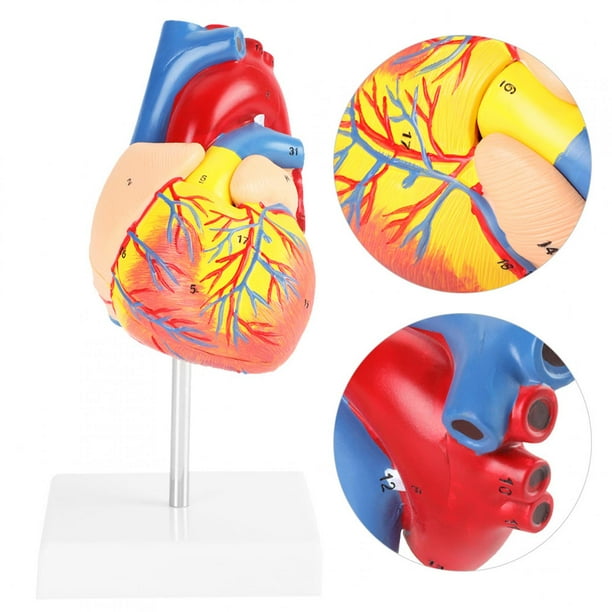Modelo de corazón, modelo de corazón humano anatómico a tamaño real 1:1 ...