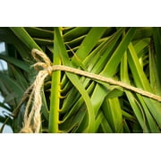 Rope Lighted Palm Trees - Walmart.com