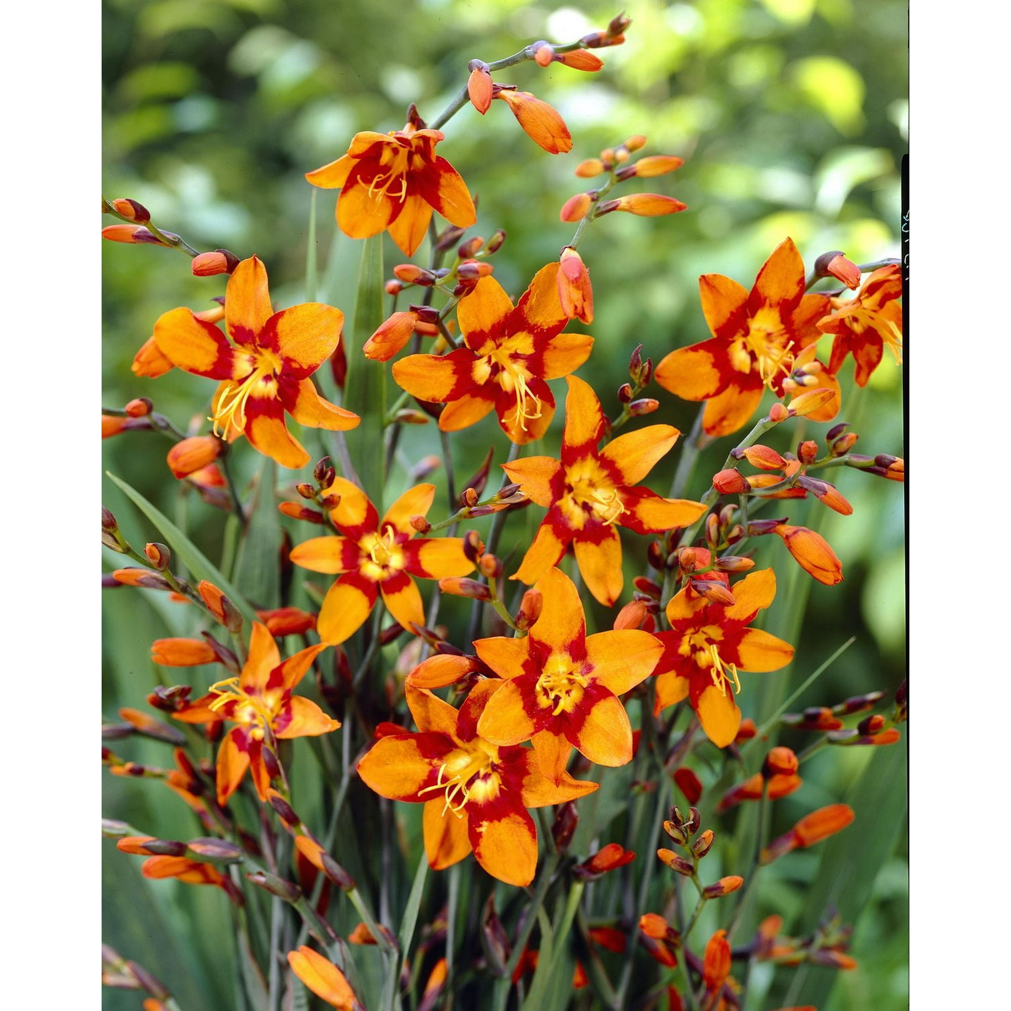 Click here for Tasc Flower Bulbs- Crocosmia Emily Mckenzie prices