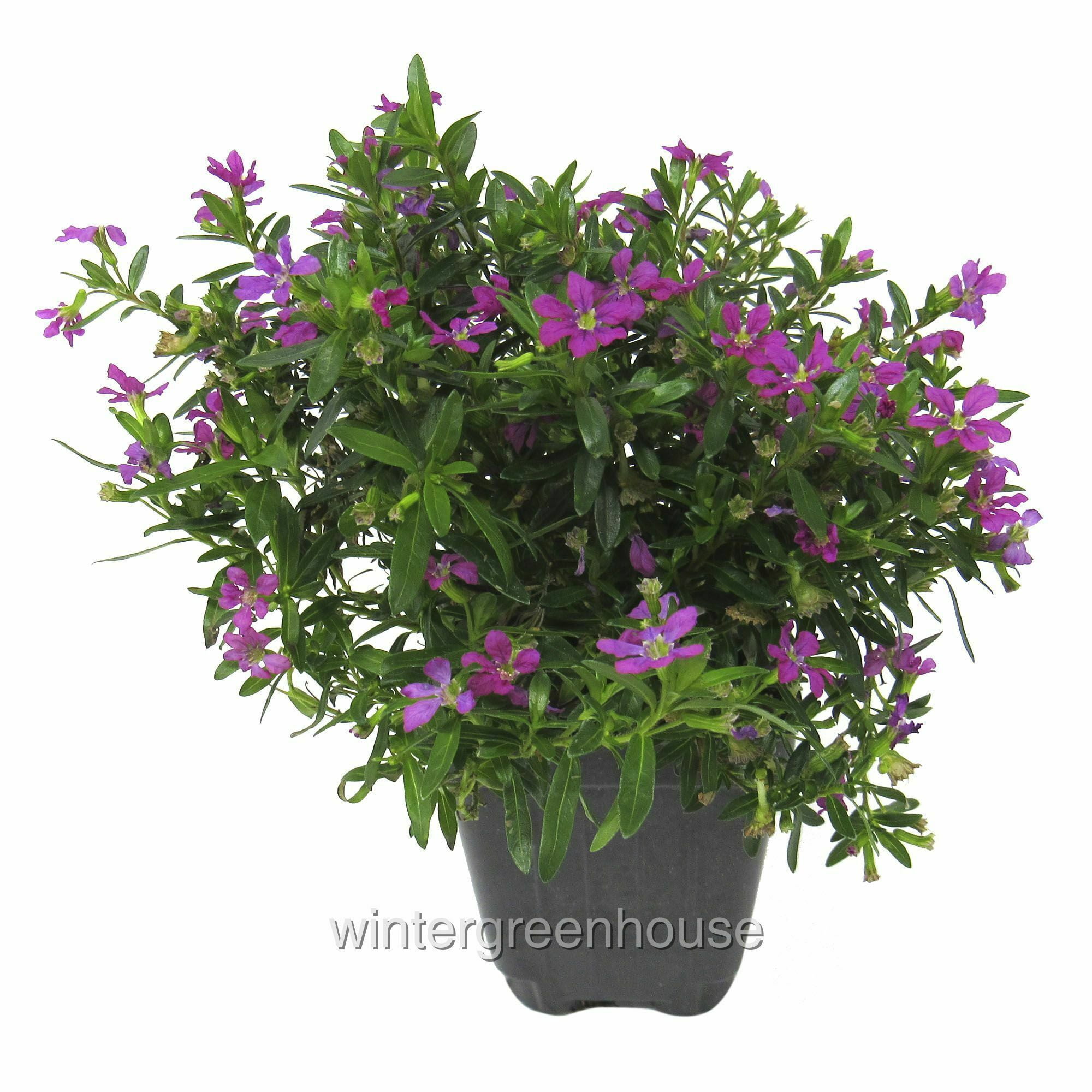 Cuphea Hyssopifolia, Tiny Elfin Herb, Mexican Heather - Pot Size: 3" (2 ...
