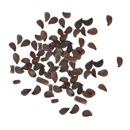 Pear Seeds 50g Pyrus Xerophila Seeds Drought Resistant Anthesis ...