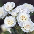 National Plant Network 3 gal Live Shrub Drift Rose White Full Sun with ...