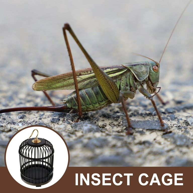 Wooden Cricket Cage MRLESS Wild Cricket Breeding Grasshopper Habitat ...