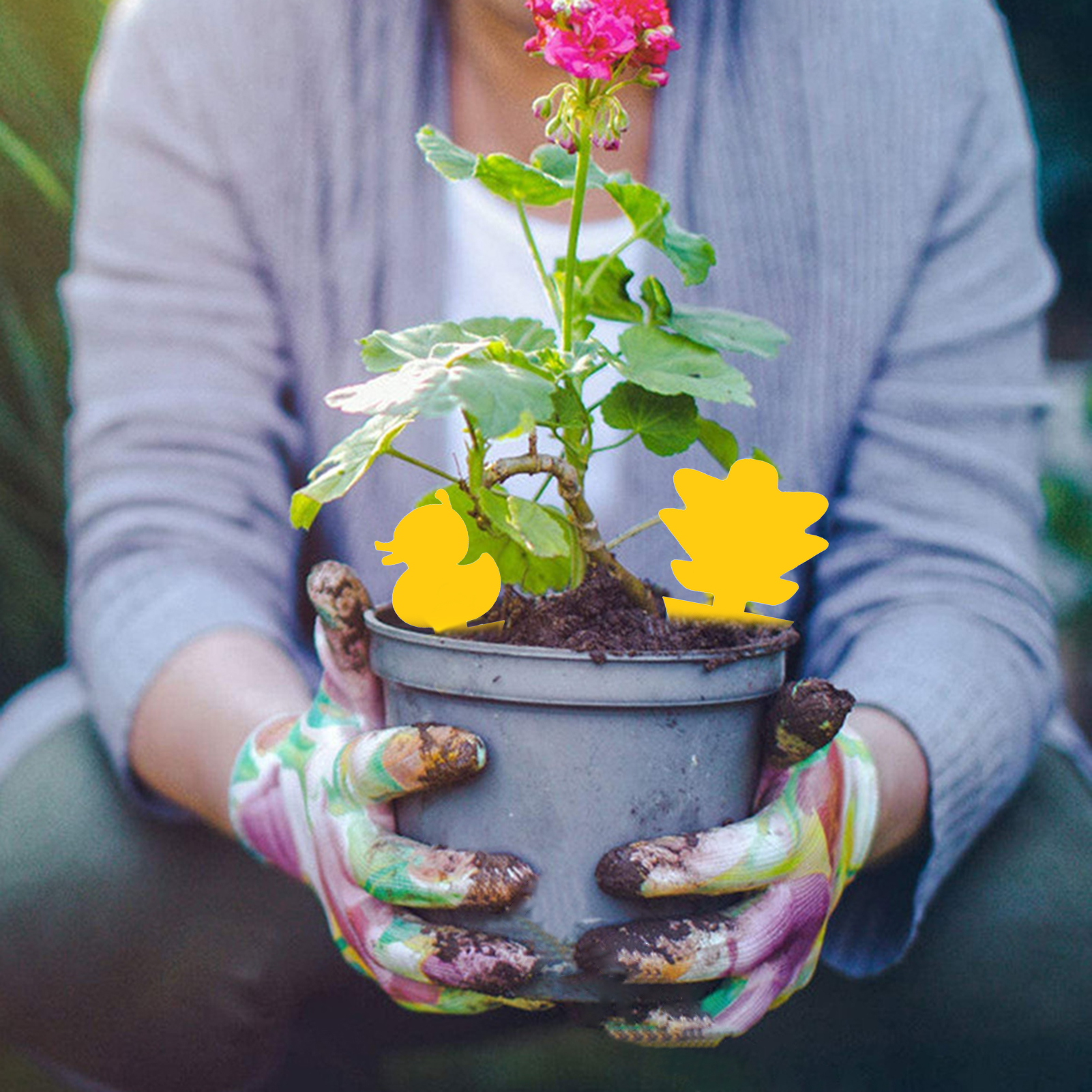 Travelwant 30Pcs Sticky Traps for Fruit Fly, Whitefly, Fungus Gnat ...