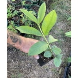 Barbie Pink Guava Plant - Large Fruit, Psidium Guajava - Live Indoor ...