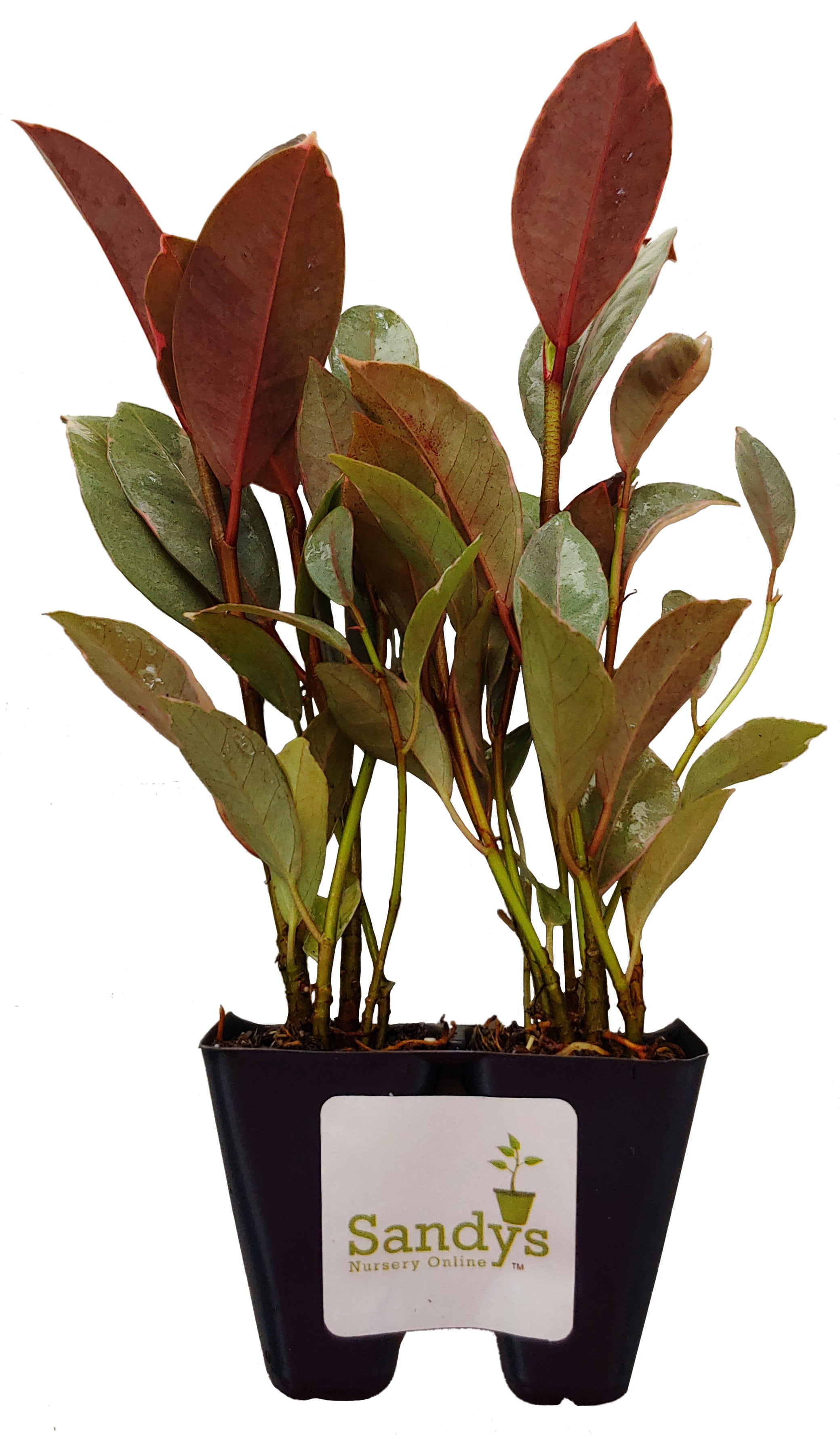Ficus elastica "Ruby" Variegated Rubber Tree, Starter Plant. lot of 2 ...