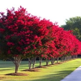Florida Foliage Crape Myrtle Red Rocket, 3 Gallon, Vivid Scarlet Blooms ...
