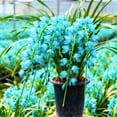 Giant Cymbidium For Planting Ideal for Gardening Deer Resistant ...