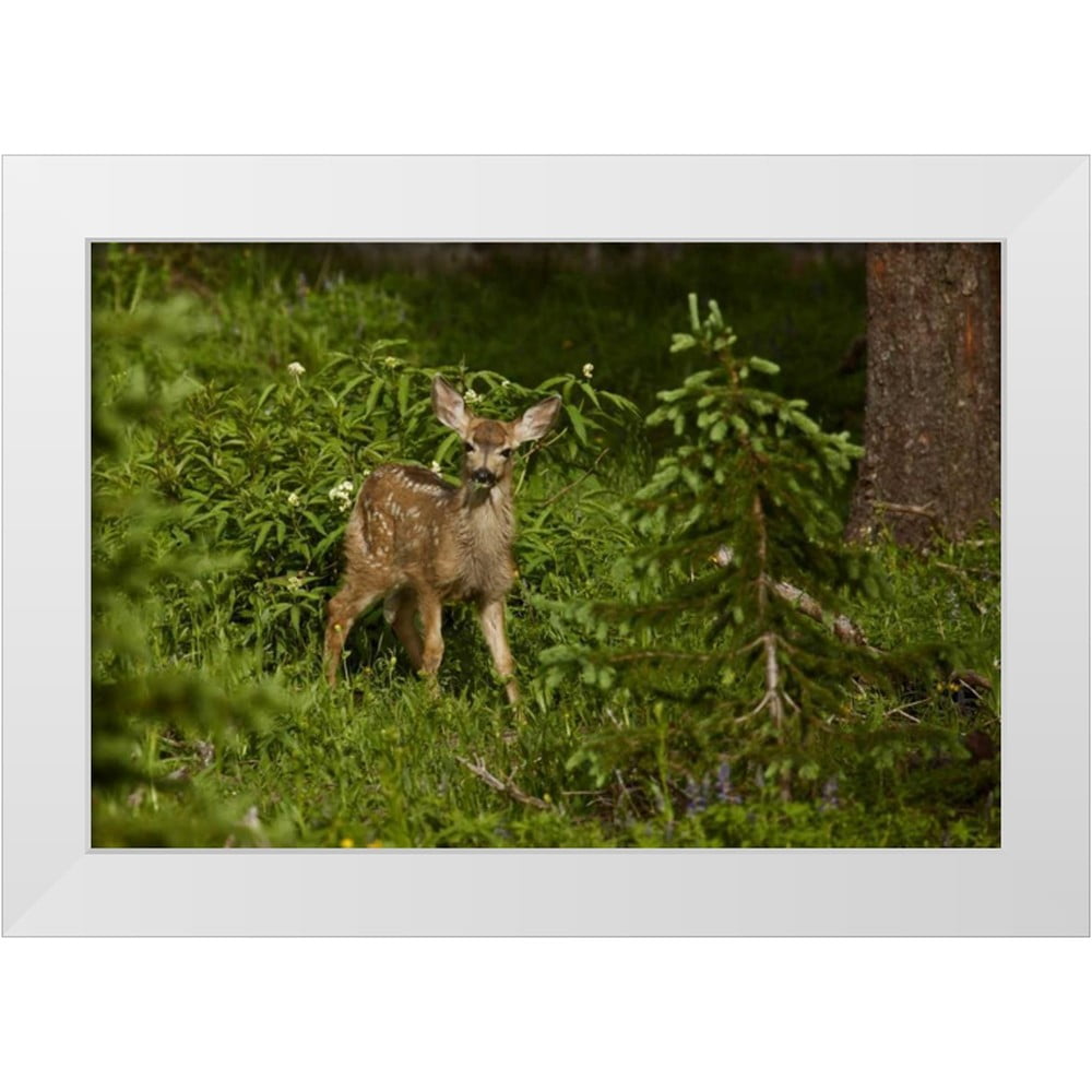 Grall, Don 14x11 White Modern Wood Framed Museum Art Print Titled - CO ...