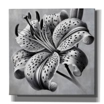 Epic Graffiti 'Tiger Lily Flower' by Rey Klimt Canvas Wall Art, 26" x ...