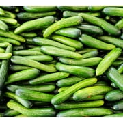 Growing Persian Cucumbers