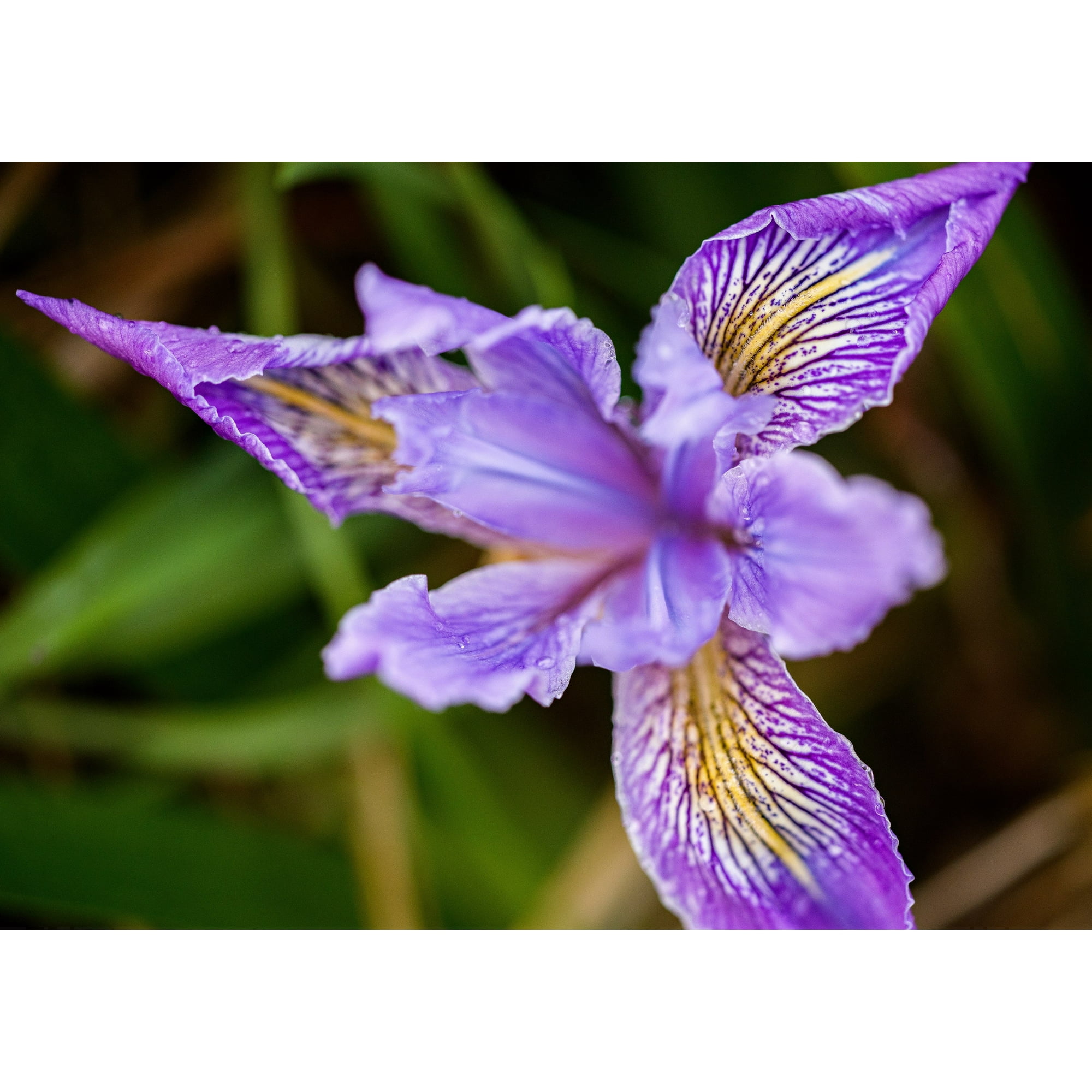 Click here for Seedville Usa 20 Blue & Purple Oregon Iris ( Tough... prices