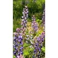 TomorrowSeeds - Blue Bonnet Perennial Lupine Seeds - 600+ Count - For ...