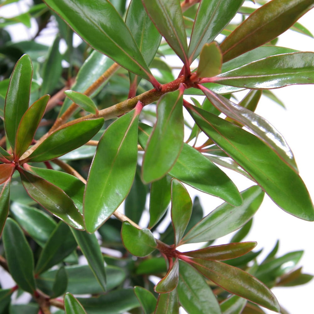 Southern Living Plants Bronze Beauty Cleyera Evergreen Shrub 3 Gal ...