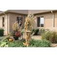 Dried Corn Stalk Bundle - 12 per Bundle - Walmart.com