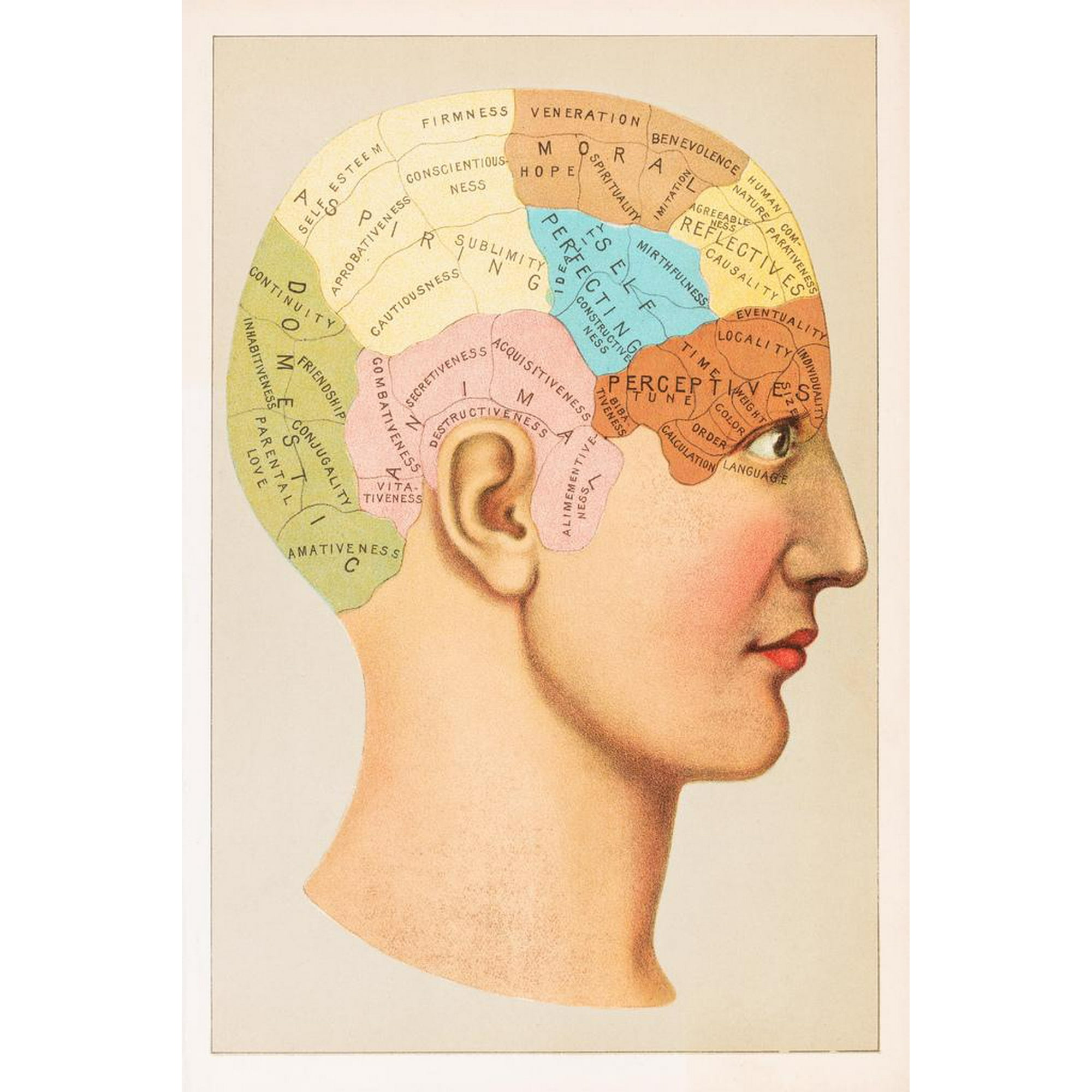 Phrenology Art