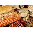 100 Seeds Colorful Ornamental INDIAN CORN WAMPUM Zea Mays Vegetable ...