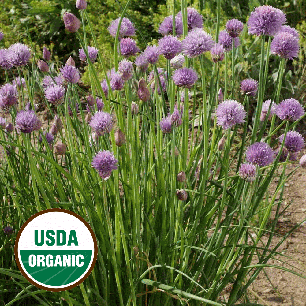 Everwilde Farms - 1 Lb Organic Chives Herb Seeds - Gold Vault Bulk Seed ...