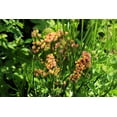 50 APRICOT BEAUTY STATICE Limonium Sinuatum Flower Seeds - Walmart.com