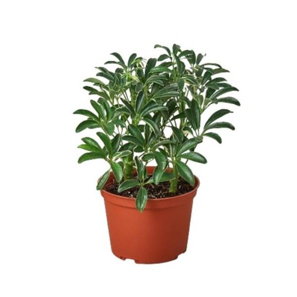 House Plant Dropship 6-SCHEFFLERA-MOONDROP Schefflera Moonlight ...