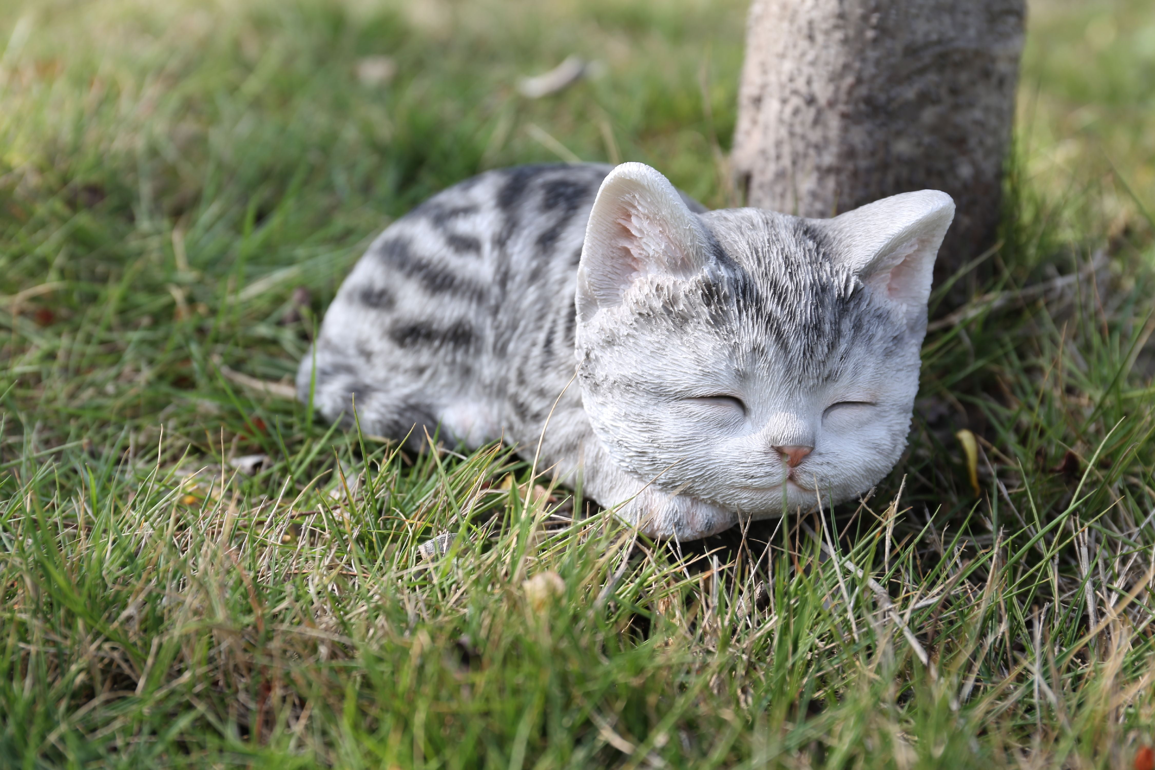 Grey Tabby Kitten Sleeping