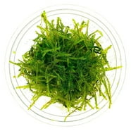 Java Moss - Easy Live Fresh Water Aquatic Plant for Fish Tank, Floating ...