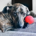 Ruff Dawg Indestructible Retrieving Ball Dog Toy, Neon Colors, Super ...