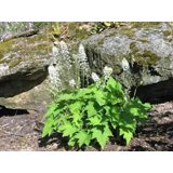 20 SUGAR SCOOP FOAMFLOWER White Tiarella Trifoliata Laceflower Flower ...