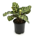 ELEMENT BY ALTMAN PLANTS 4.25" Calathea Plant Live Prayer Plant Live ...