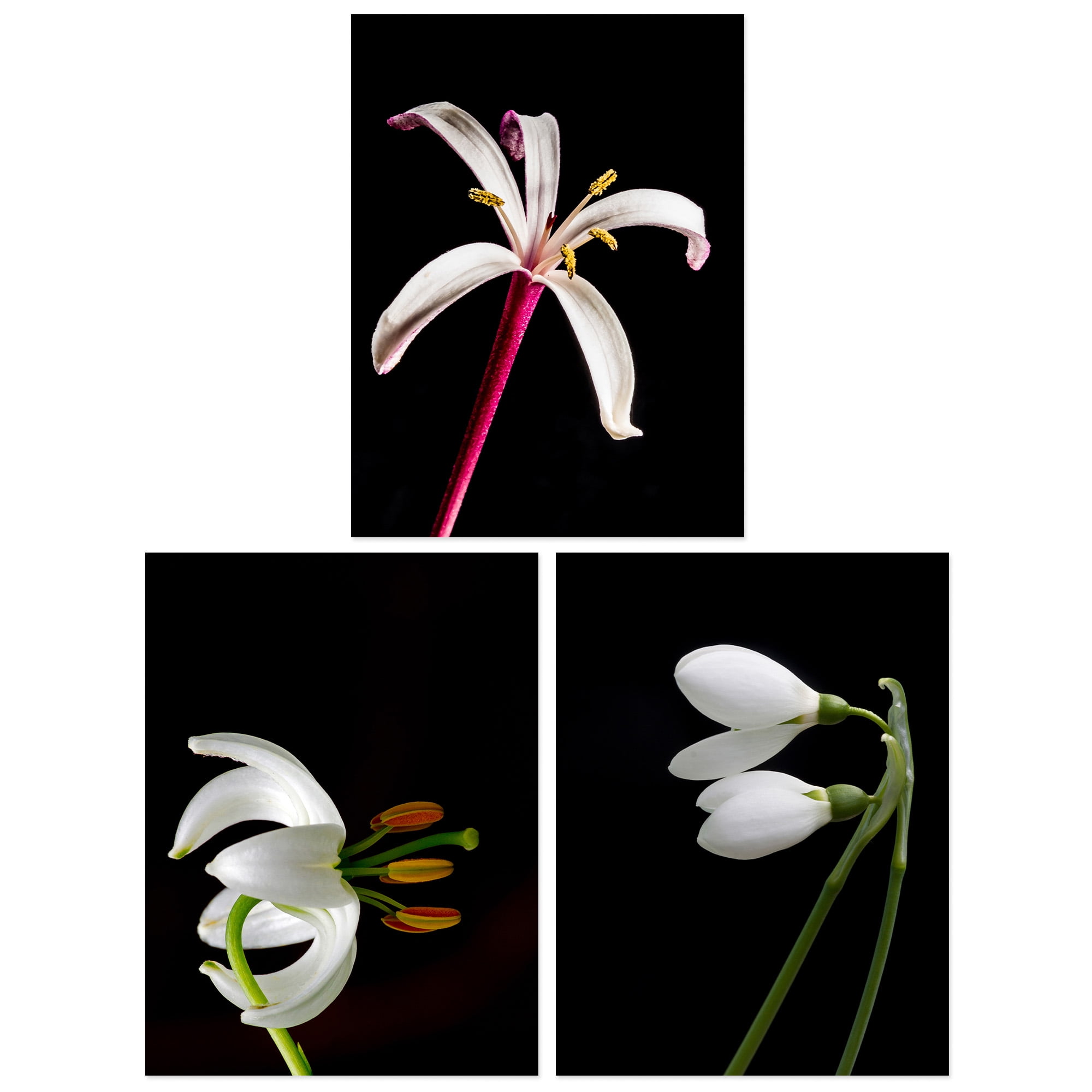 Pack of 3 Macro Photo Flower Bloom Petal Anther and Stem Photography on ...